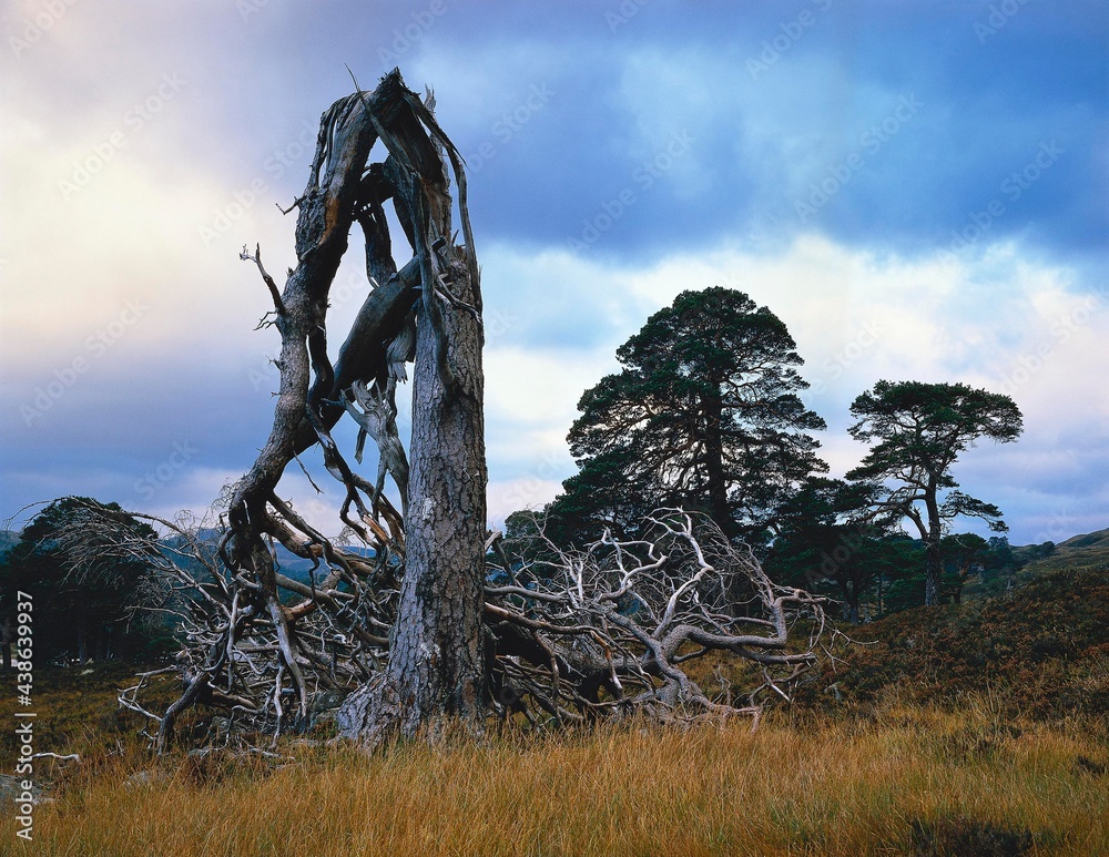 great britain, scotland, highlands, scottish pines, vegetation ...