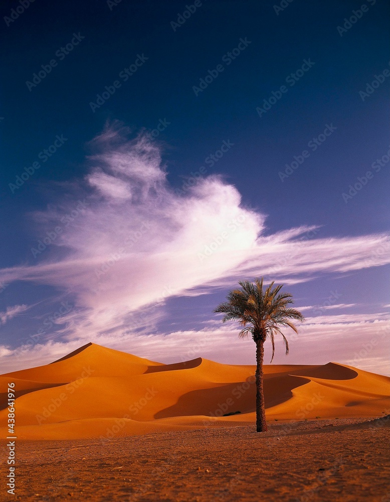 north africa, sahara, date palm, sand dunes, africa, desert, erg, dune ...