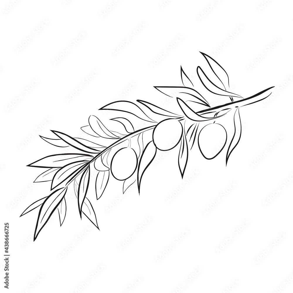 Line art drawing of olive branch. Vector illustration Stock Vector ...