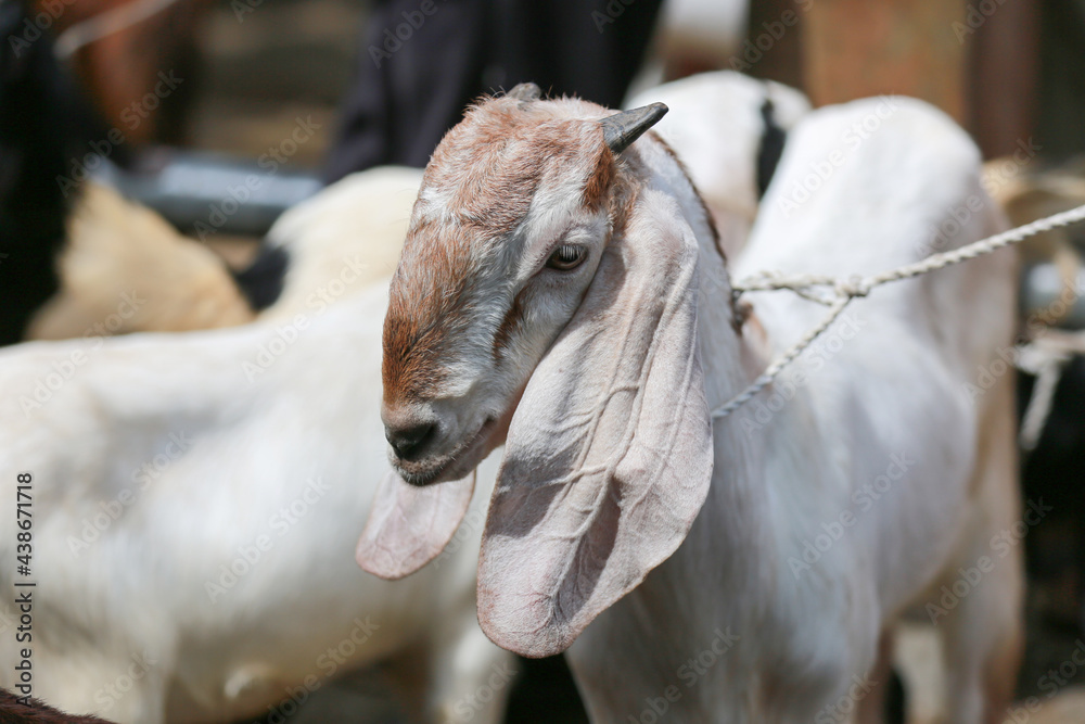 Goat/lamb ( kambing ) in animal markets to prepare sacrifices on Eid al ...