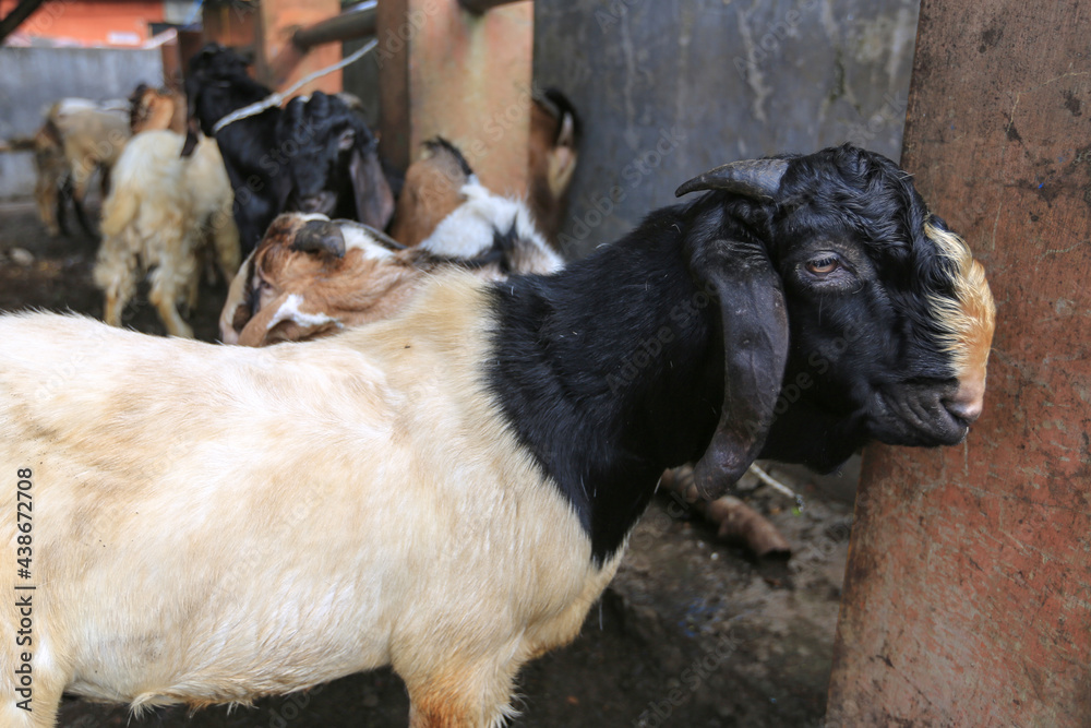 Goat/lamb ( kambing ) in animal markets to prepare sacrifices on Eid al ...