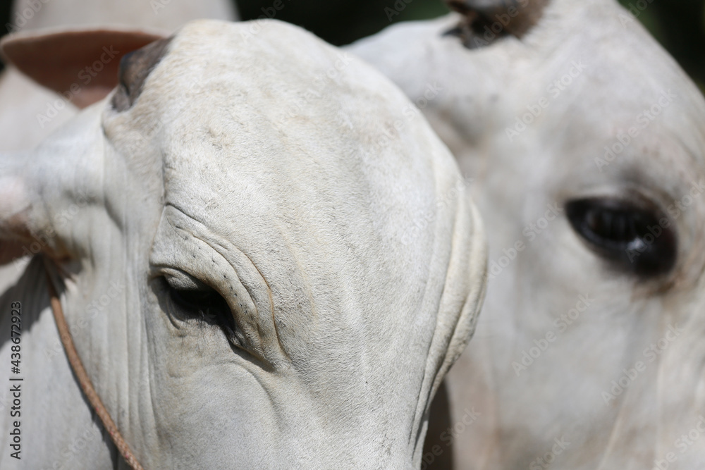 Cattle,cows ( sapi ) in animal markets to prepare sacrifices on Eid al ...