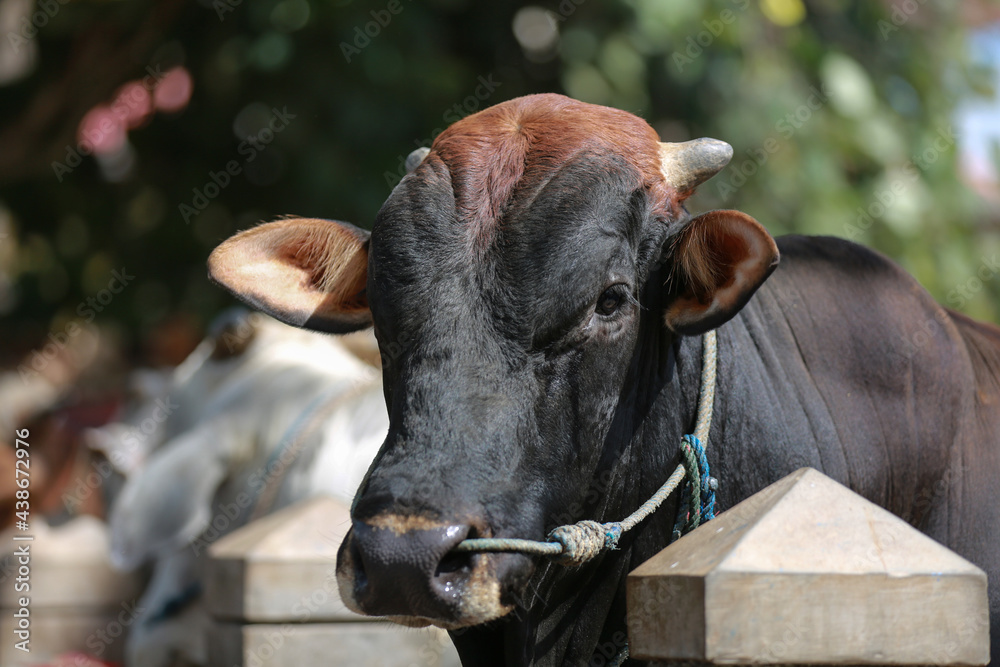 Cattle,cows ( sapi ) in animal markets to prepare sacrifices on Eid al ...