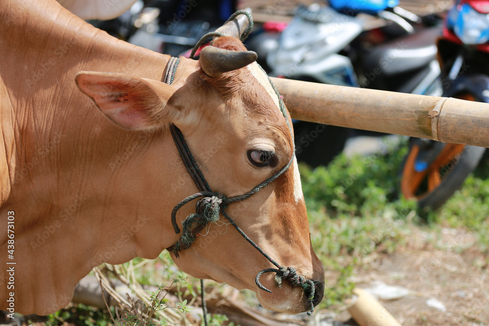 Cattle,cows ( sapi ) in animal markets to prepare sacrifices on Eid al ...
