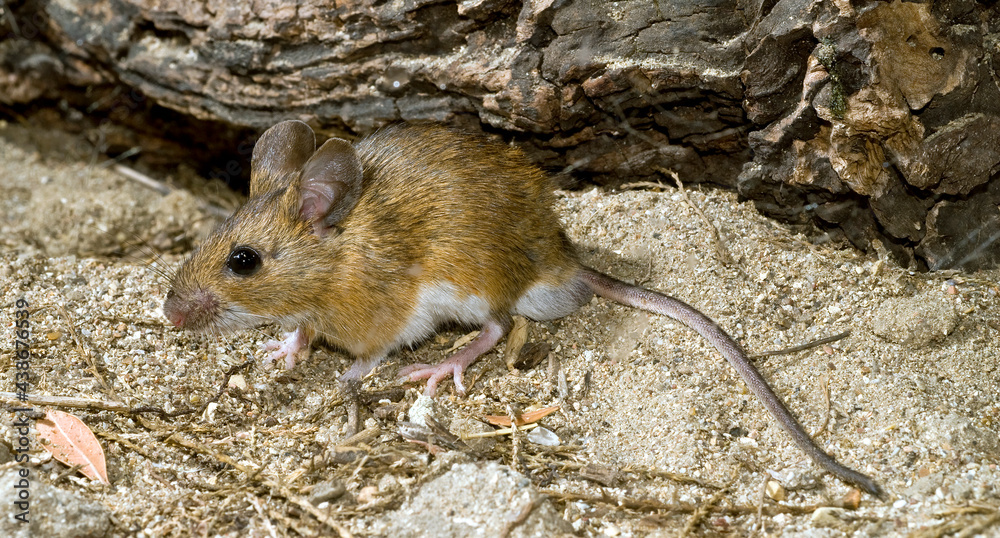 Waldmaus // Wood mouse (Apodemus sylvaticus) Stock Photo | Adobe Stock