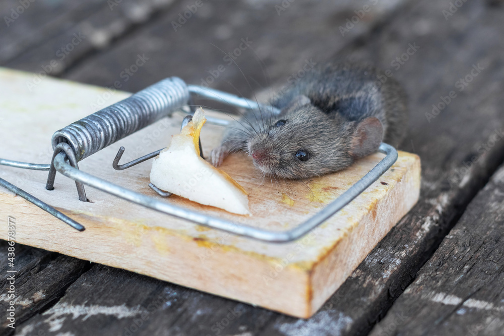 Dead mouse in a mousetrap. Mouse hunting. The mouse is a small rodent ...