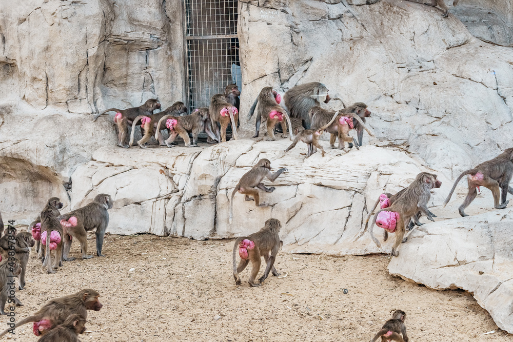 Large herd of female baboons with red swollen folds of skin around the ...