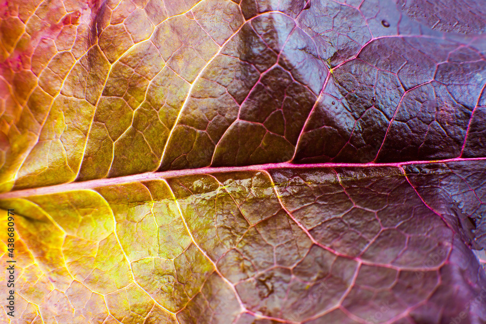 Purple leaf close up. Fresh leaves texture background. Natural eco ...