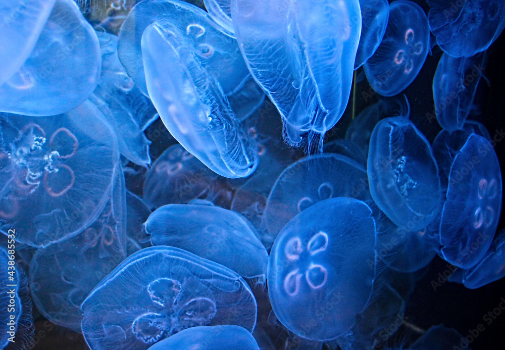 Blue, translucent jellyfish swim in an aquarium Stock Photo | Adobe Stock