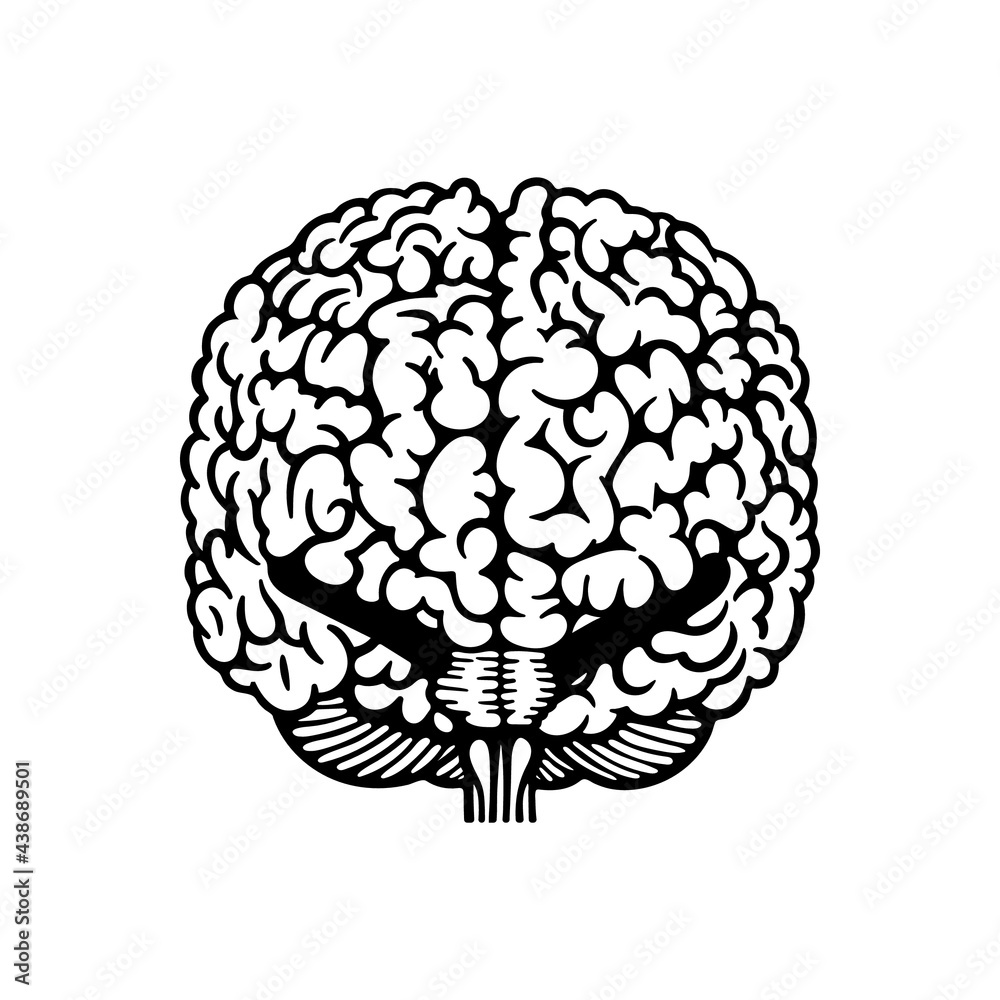Brain hemispheres. Human brain front view hand drawn vector ... Brain hemispheres. Human brain front view hand drawn vector ...