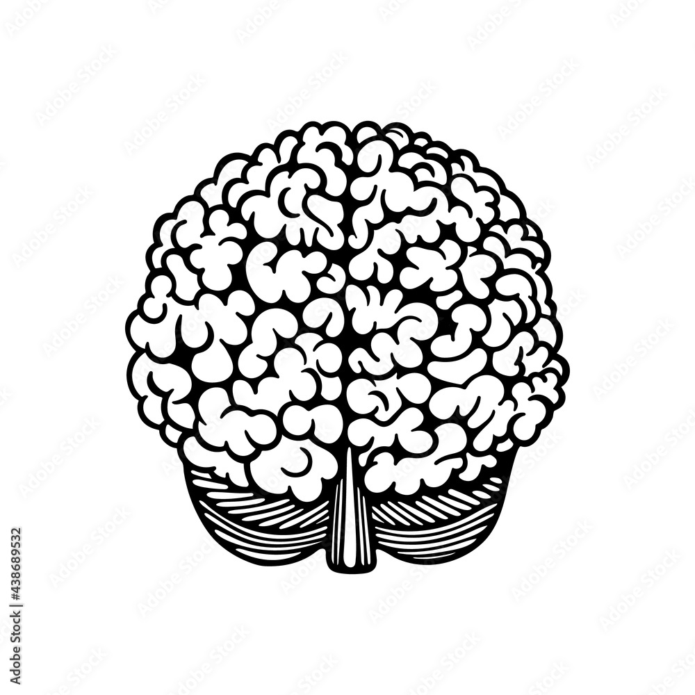 Brain hemispheres. Human brain back view hand drawn vector illustration ...
