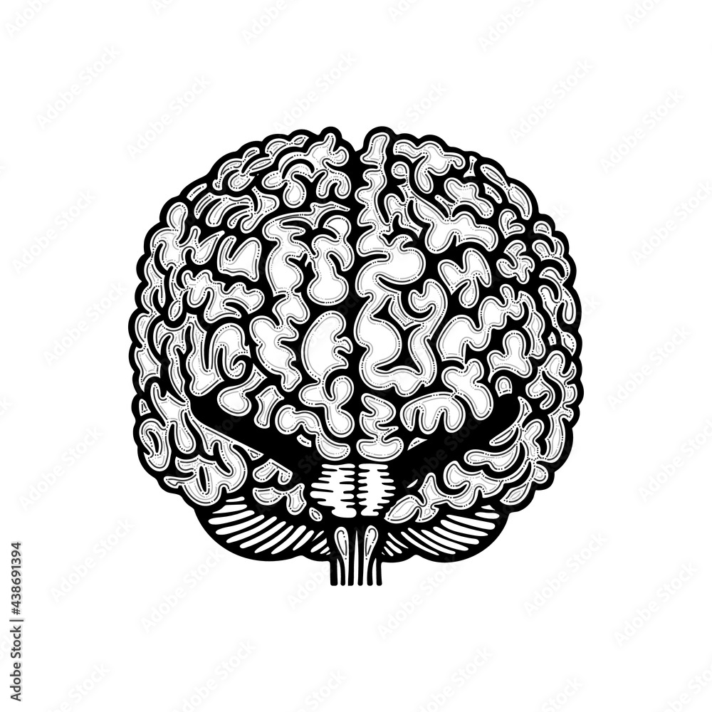 Brain hemispheres. Human brain front view vintage style, hand drawn ...