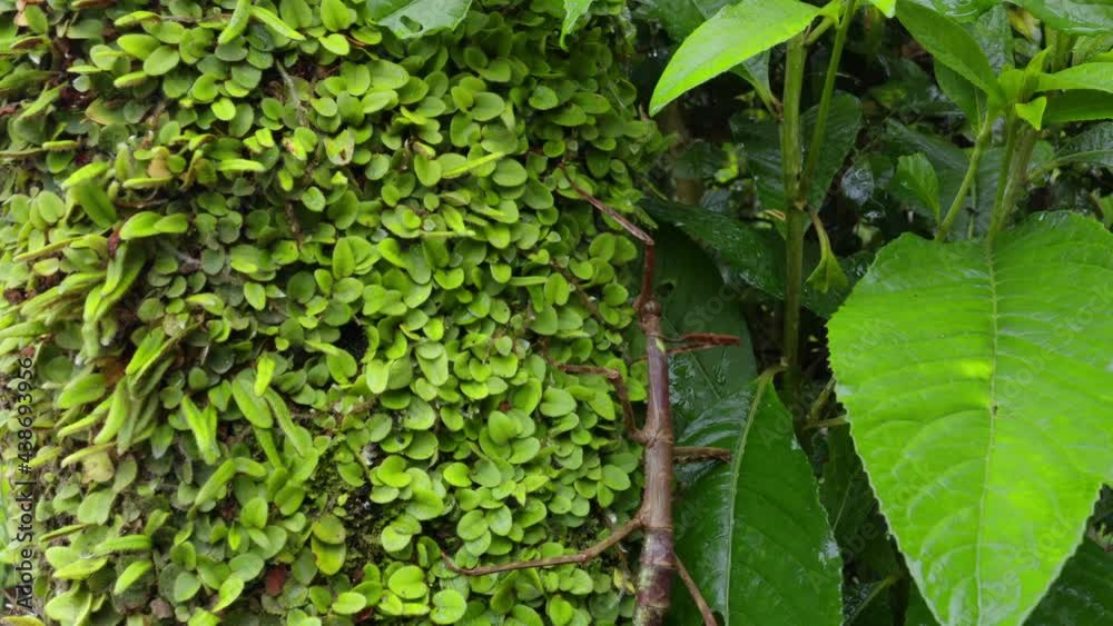 A large stick insect with spikes climbing up a branch covered in green ...