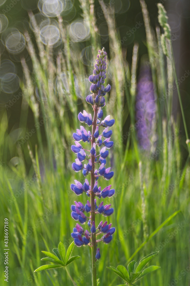 Rescue and preservation of rare plants. IUCN Red List. A rare perennial ...