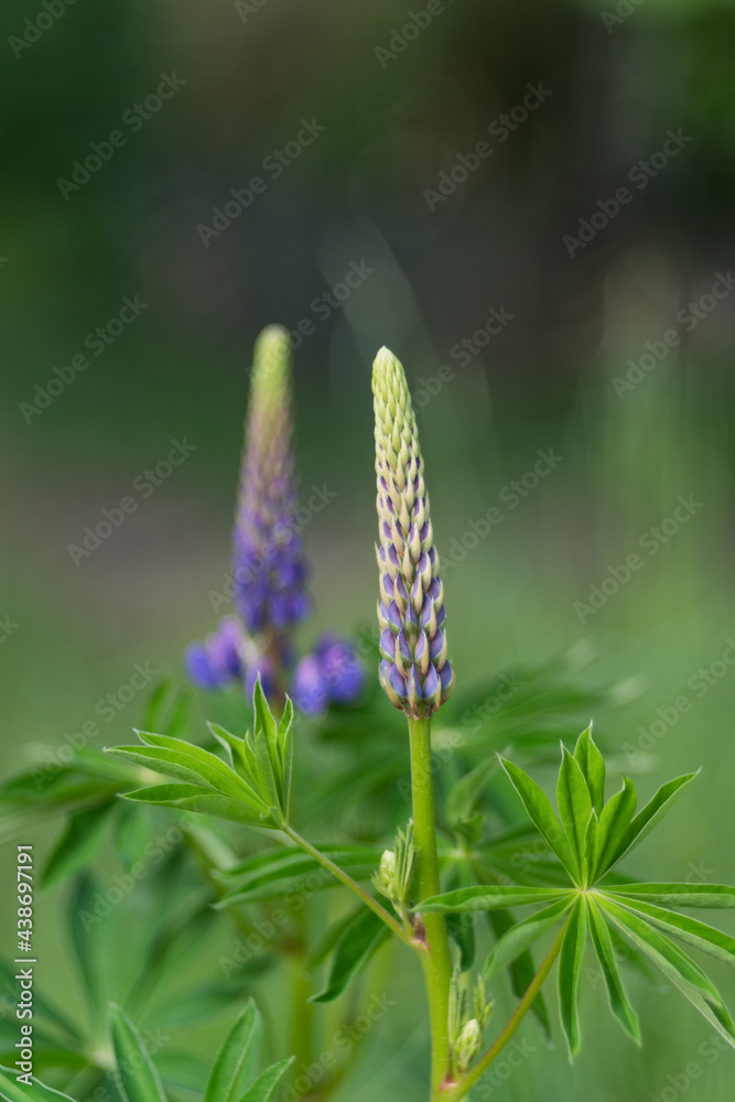 Rescue and preservation of rare plants. IUCN Red List. A rare perennial ...