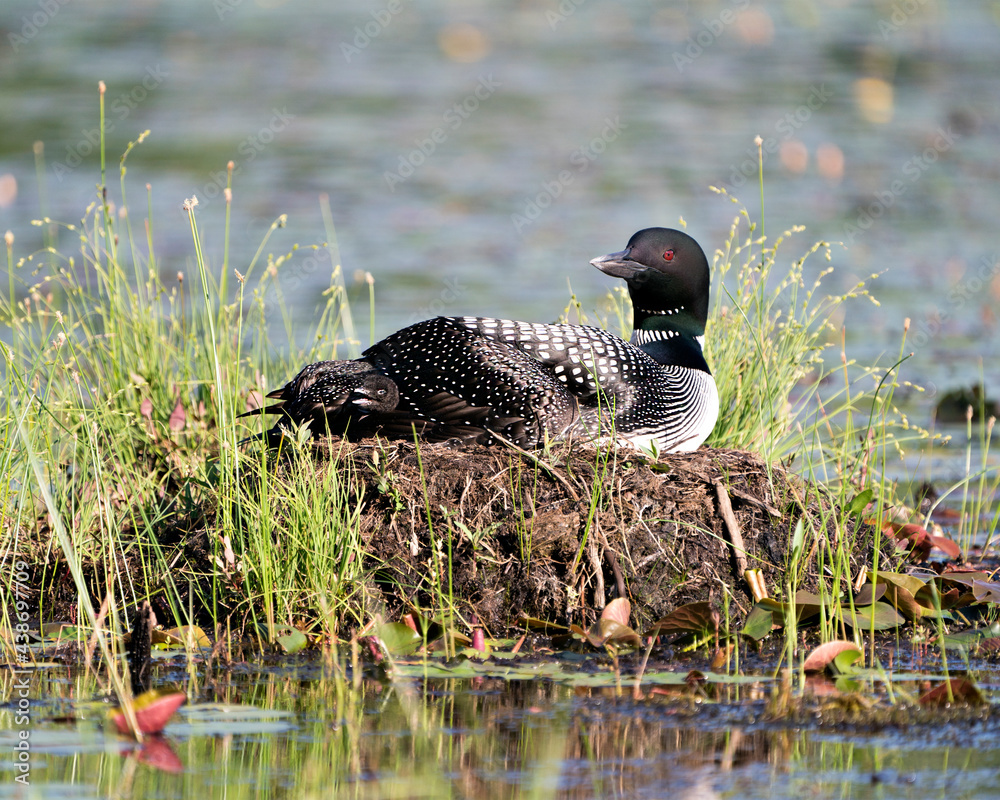 Common Loon Photo. Loon with one day baby chick under her feather wings ...