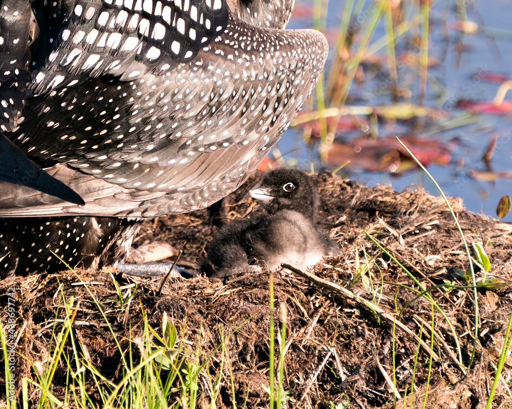 Common Loon Photo. Baby Loon chick one day old under the parent feather ...