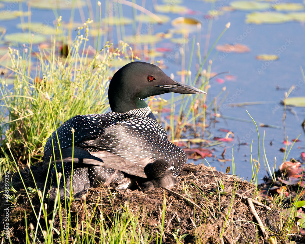Common Loon Photo. Loon with one day baby chick under her feather wings ...