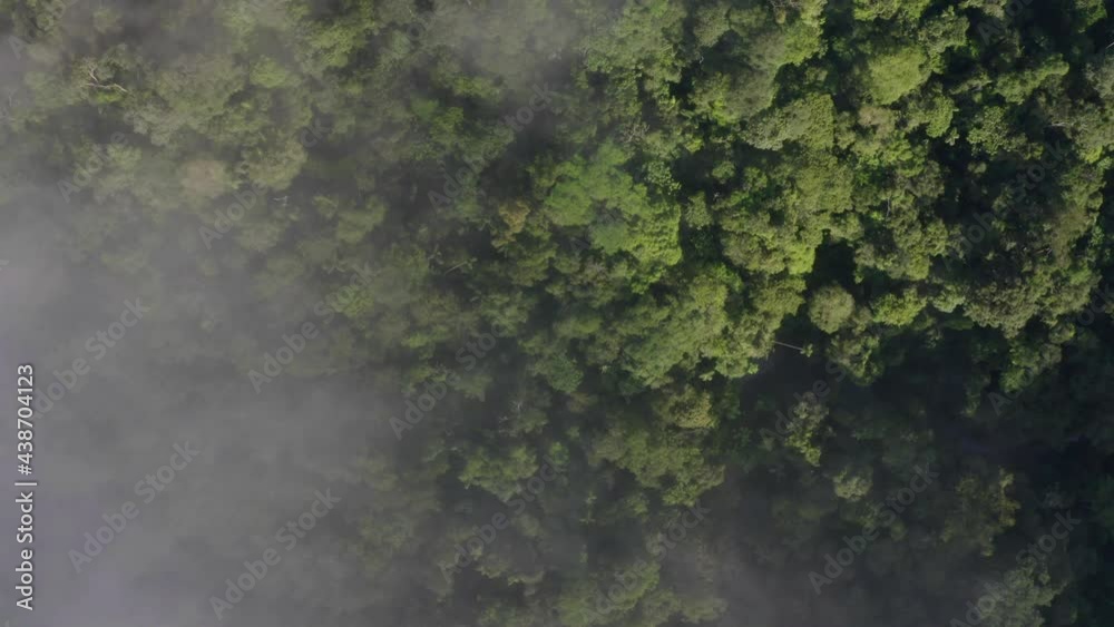 Aerial top down view of a tropical forest canopy, the many different ...