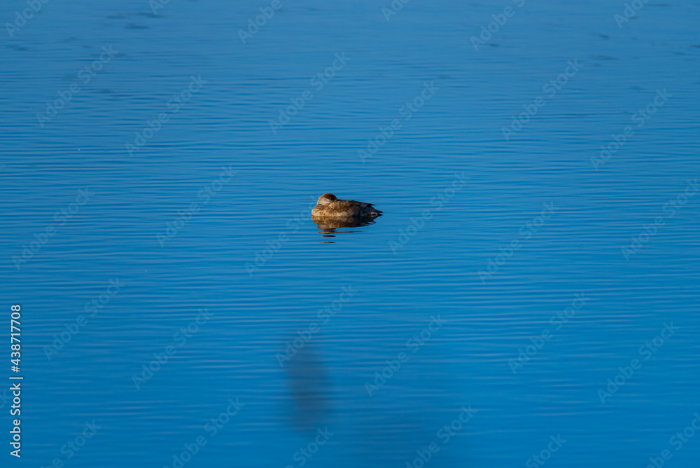 Aves en parque natural de las Lagunas Rivas Madrid Stock Photo | Adobe ...