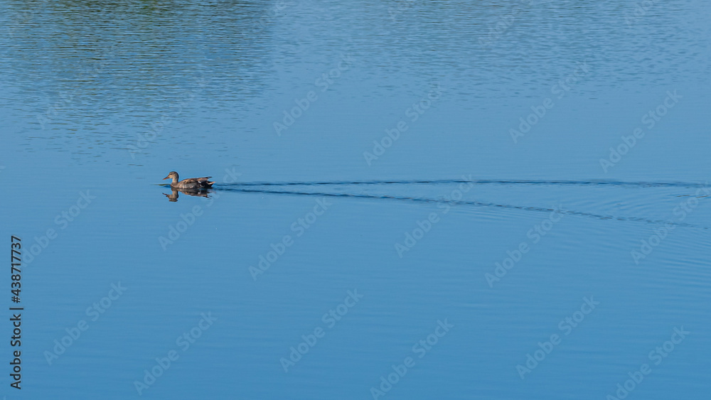 Aves en parque natural de las Lagunas Rivas Madrid Stock Photo | Adobe ...