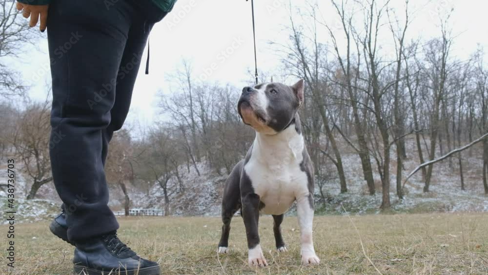 Walking the dog in the park. American Bully dog for a walk. Stock ビデオ ...