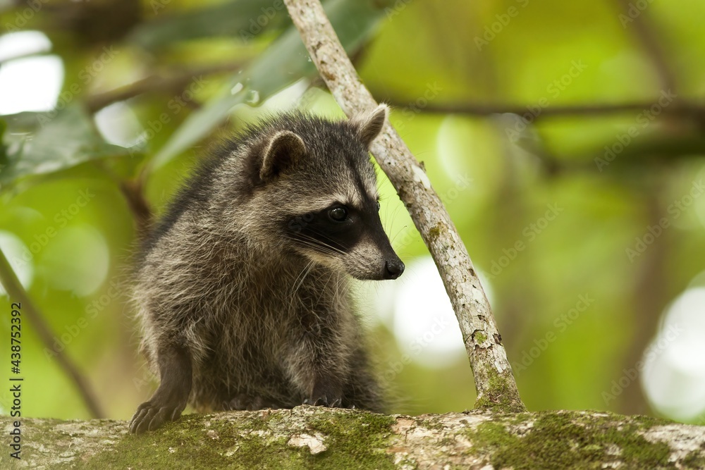 Cute raccoon, procyon lotor, cub climbing tree in a jungle of Costa ...