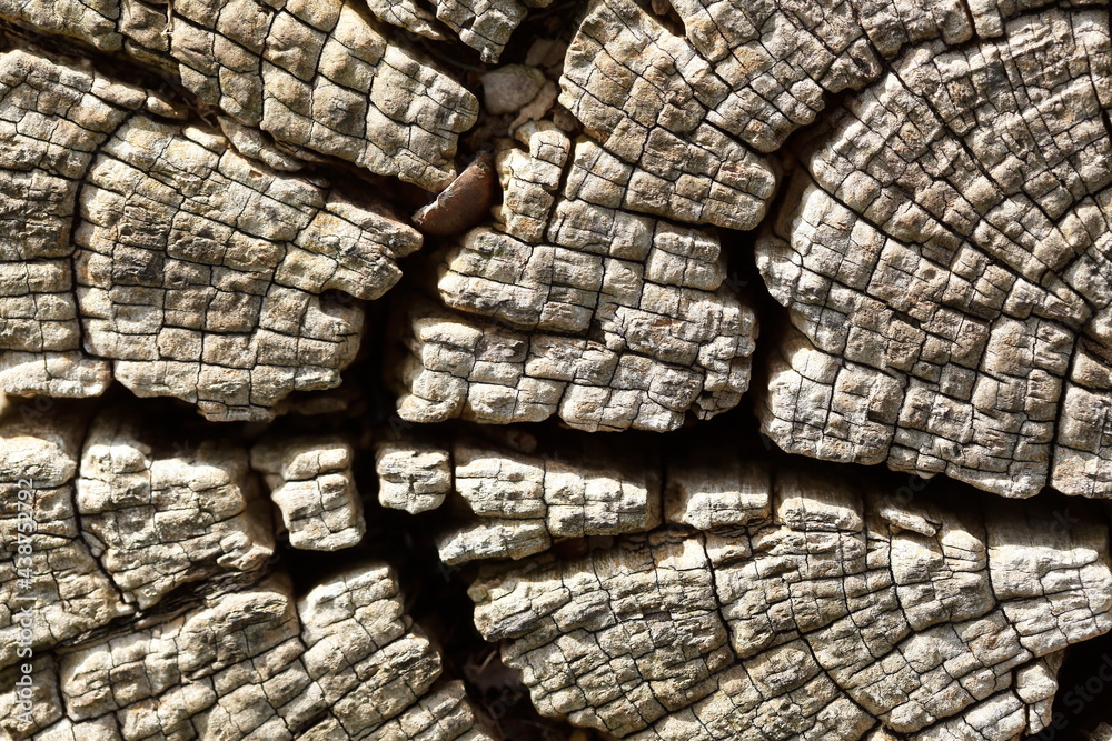 Rinde; Baumrinde; Baum; Baumstamm; Borke; grau; alt; knorrig; tot; Ring ...