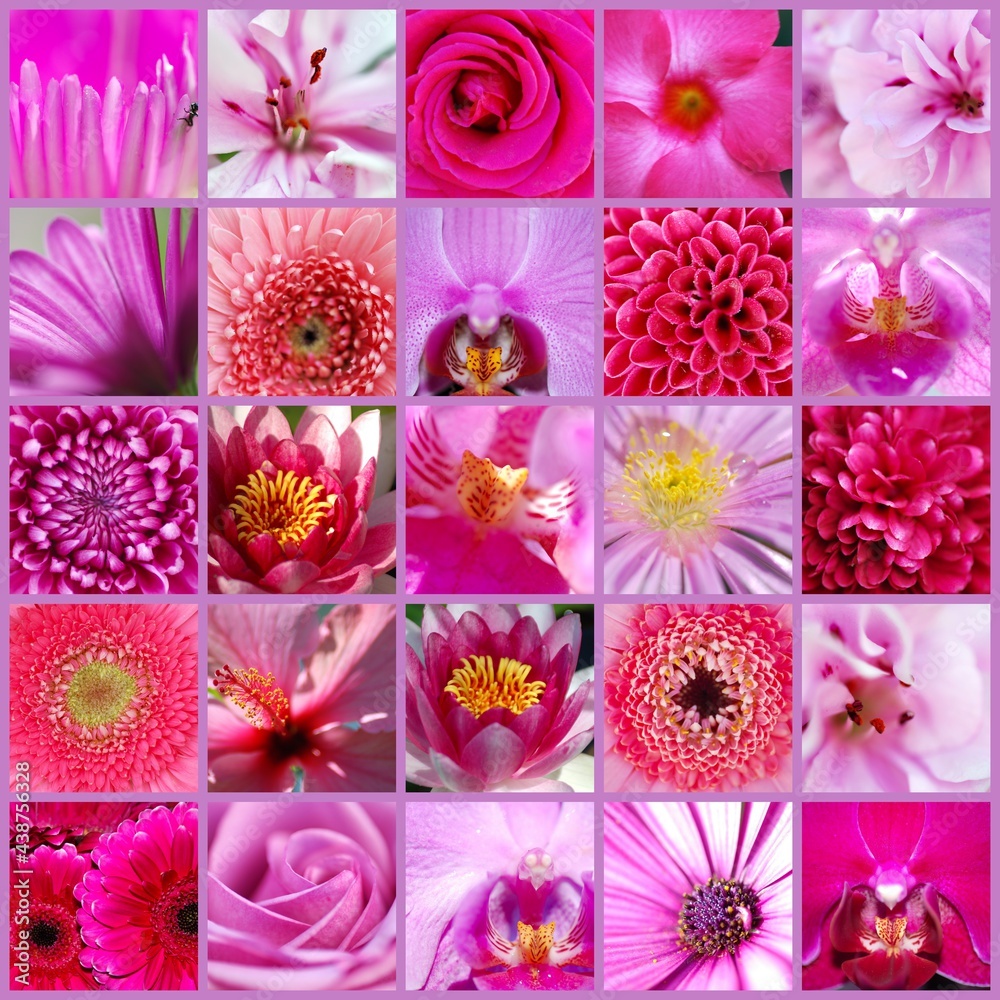 COLLAGE DE FLORES ROSAS Stock Photo | Adobe Stock