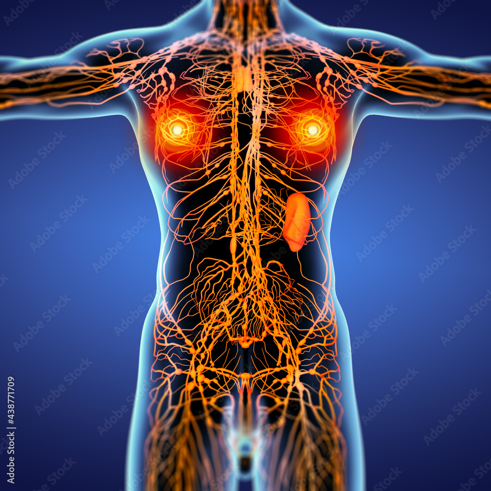 Lymphatic system - front view Stock Illustration | Adobe Stock