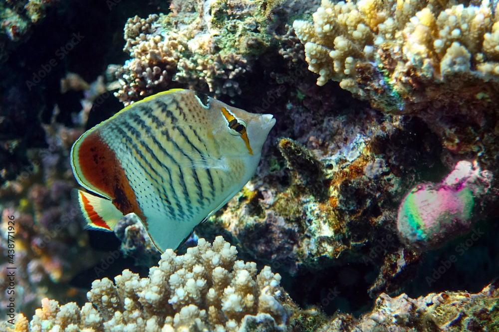 Coral fish - Crown butterflyfish - Chaetodon paucifasciatus in red sea ...