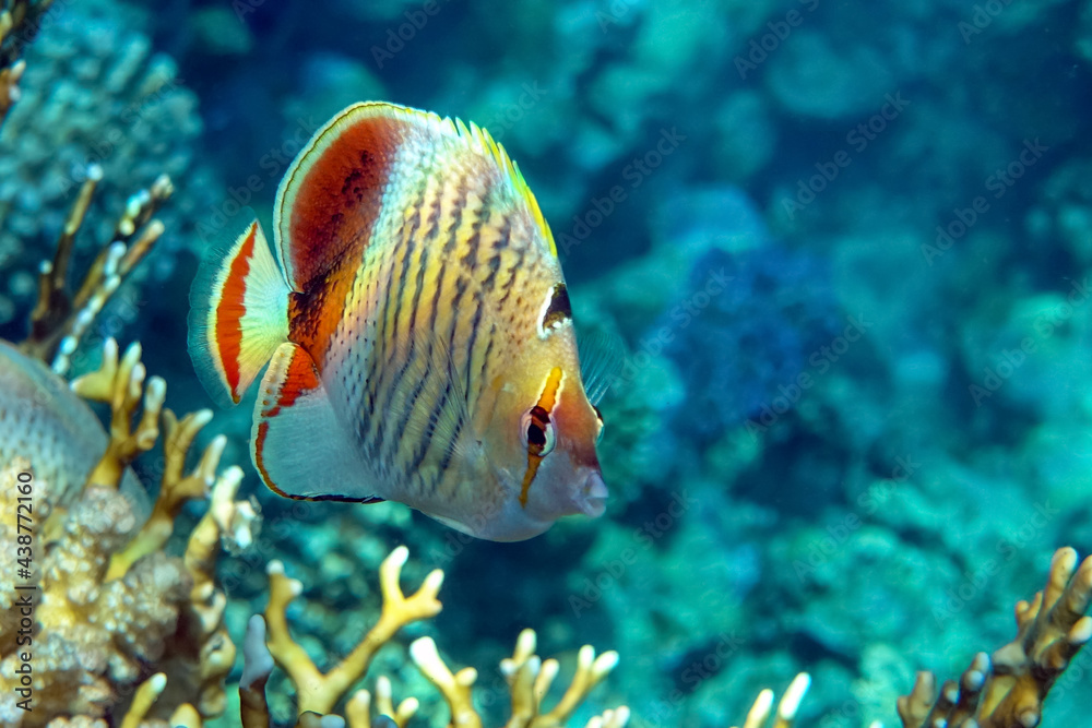 Coral fish - Crown butterflyfish - Chaetodon paucifasciatus in red sea ...