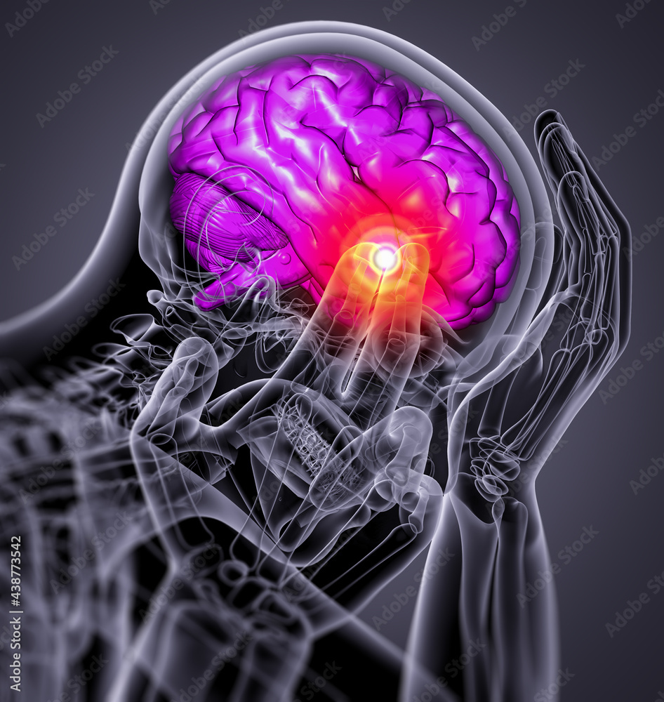 3D medical illustration of the brain Stock Illustration | Adobe Stock