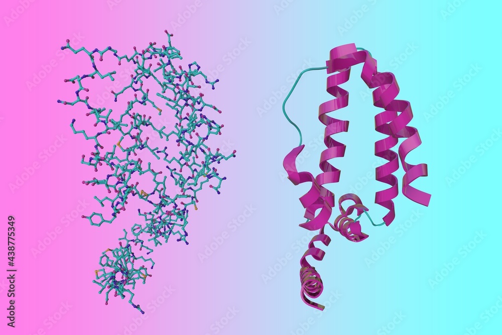 Crystal structure and molecular model of human interleukin-10, an anti ...