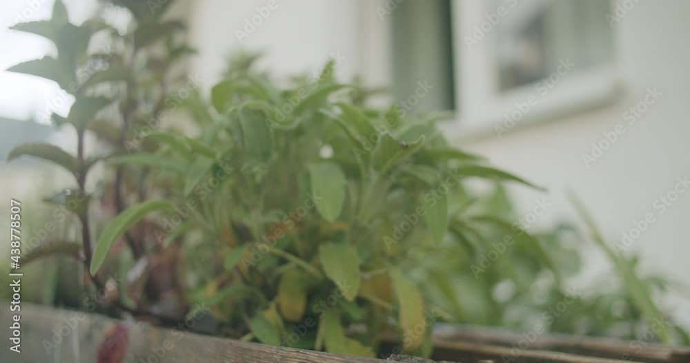 Low angle close up shot of watering sage growing in a small pod in a ...