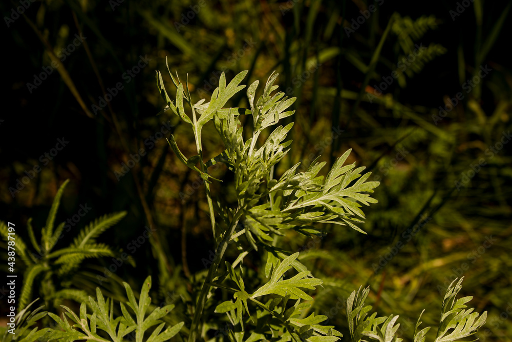 Wormwood leaves on a dark background, beautiful green wormwood for the ...