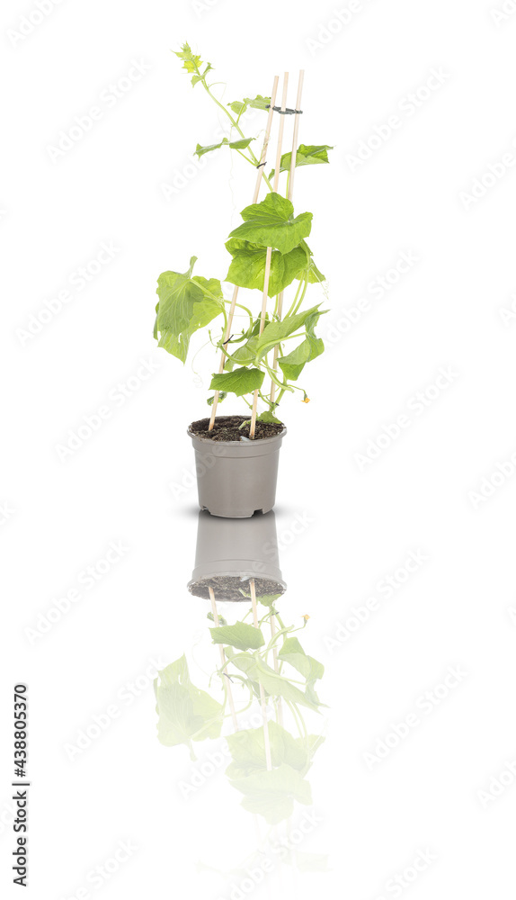 Melothria scabra oaganic Cucamelon tree in a pot isolated on white ...