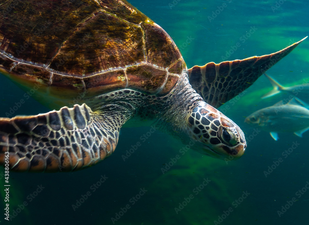 Sea turtles in the deep sea, a rare conservation animal that is ...
