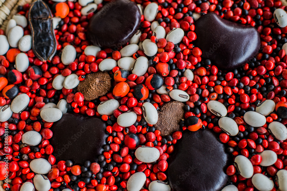 variedad de semillas de leguminosas de colores Stock Photo | Adobe Stock