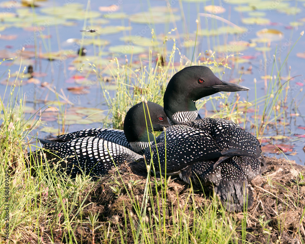 Common Loon Photo. Couple nesting and guarding the nest in their ...