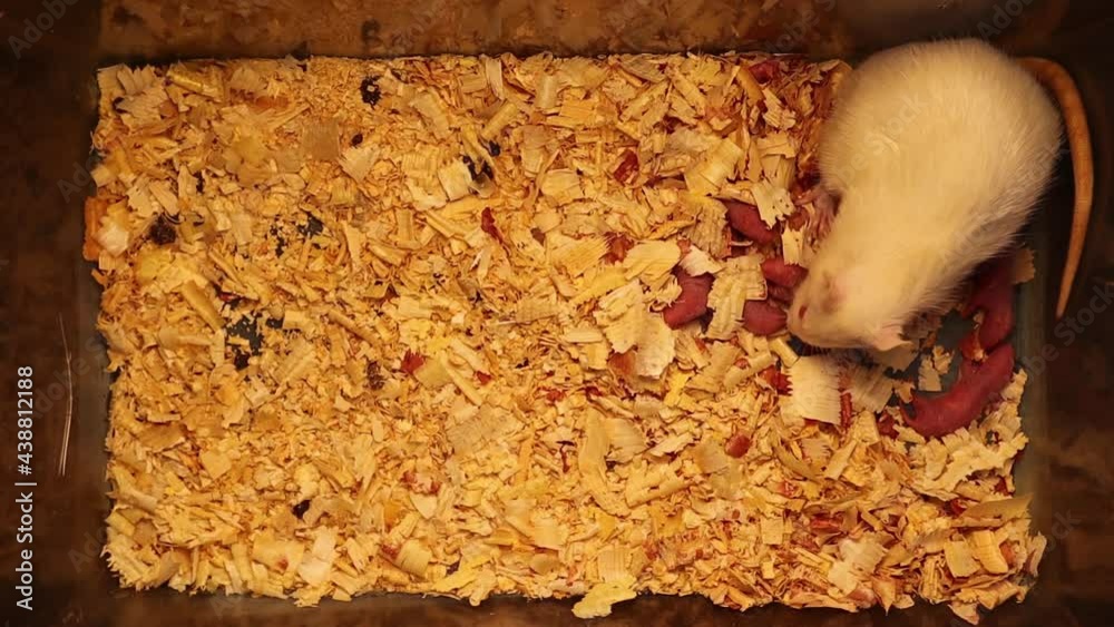 mother white rat with her babies. Wistar rat has red eyes. Rat nest ...