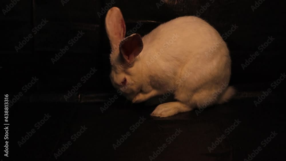 Bunny Breed: New Zealand White Rabbit isolated. Big white rabbit cleans ...