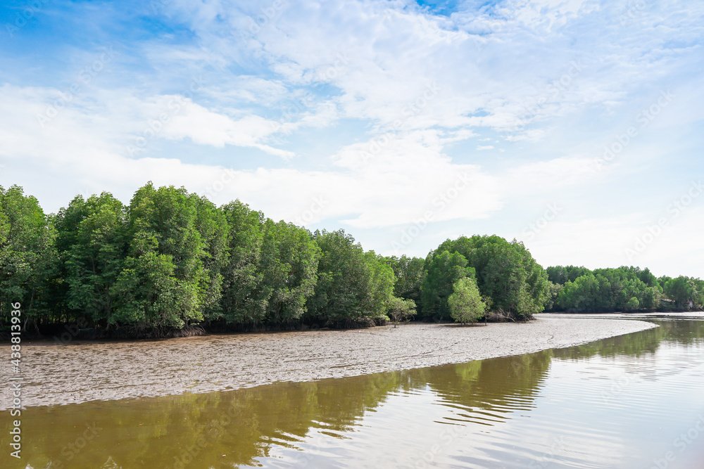 Landscape photo; The green mangrove forest and swamp with refection in ...