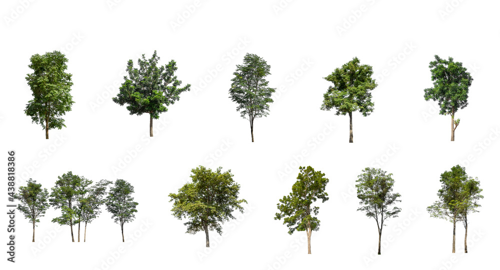The collection of trees, Set of Isolated trees on white background ...