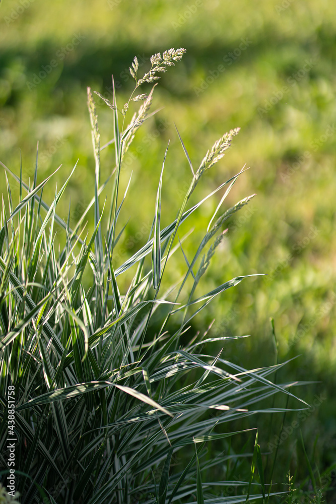 Striped green grass Variegated Sedge Ice Dance Carex morrowii ...