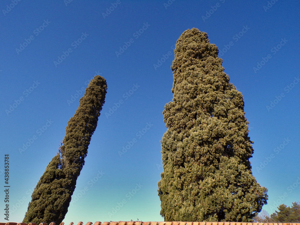 Cupressus sempervirens L. Stock Photo | Adobe Stock