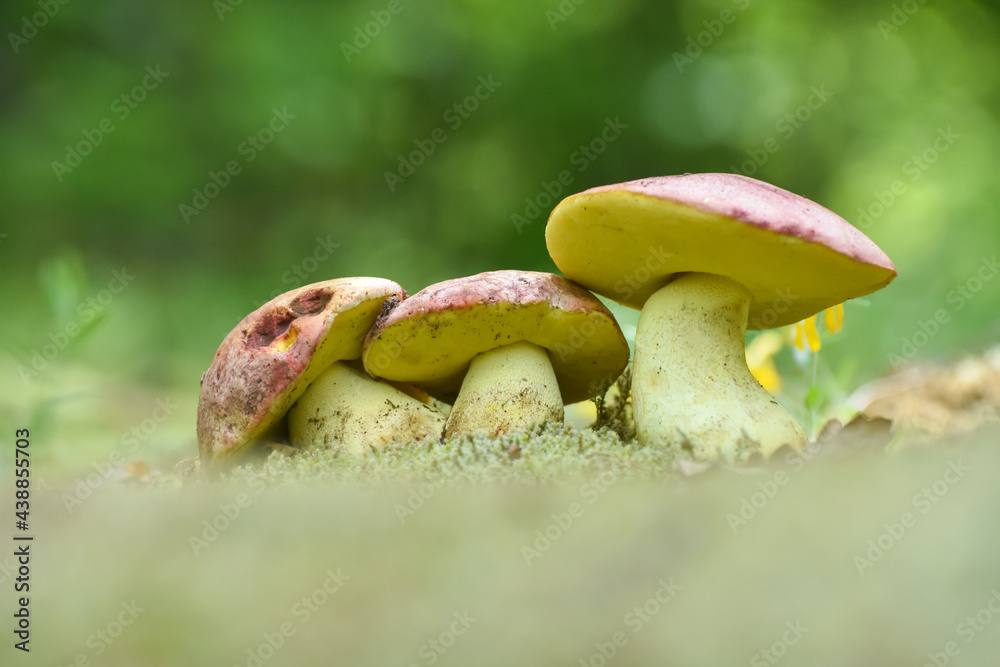 Butyriboletus regius Boletus regius royal bolete or red-capped butter ...