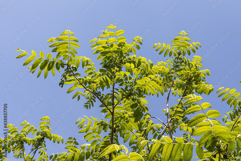 Beautiful young small branchy Jaspidea tree with fresh green leaves on ...