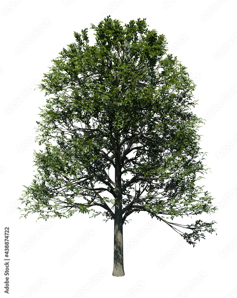 Alder tree 3D render isolated on white background Stock Illustration ...