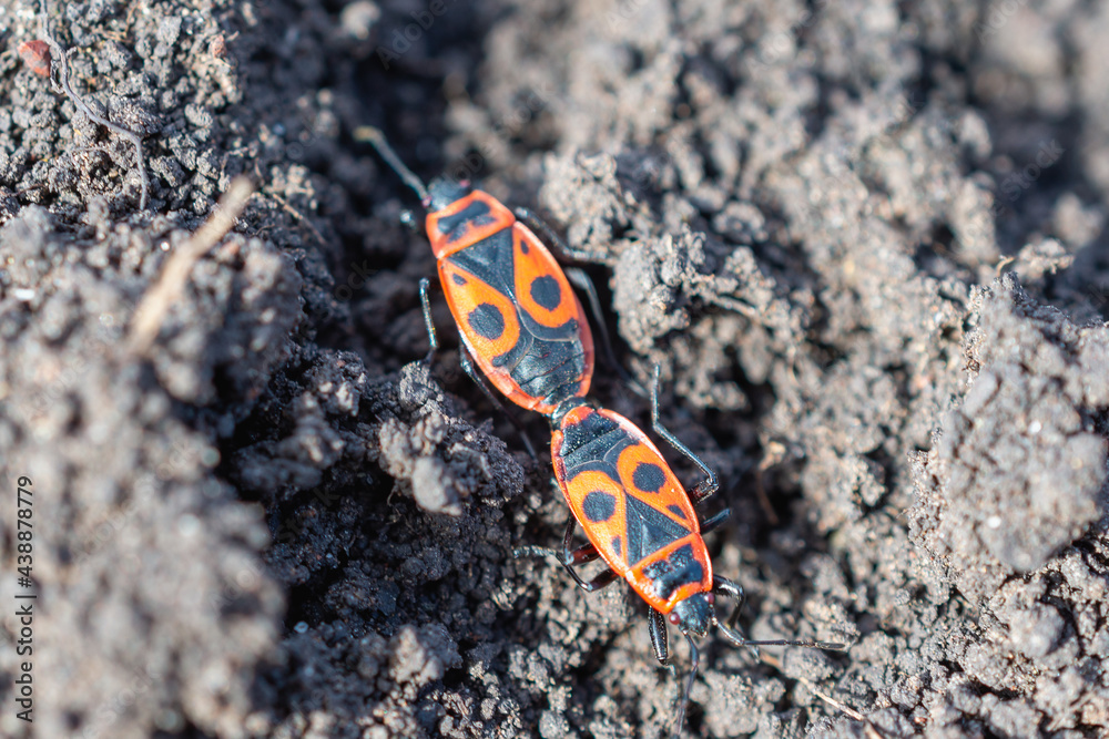 Mating of the soldier bug (lat.Pyrrhocoris apterus) occurs by ...
